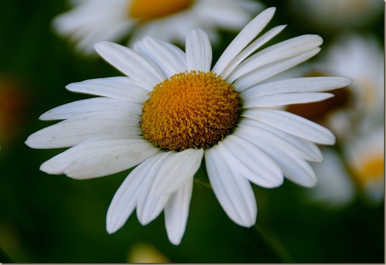 Back Porch Musings: July 2009